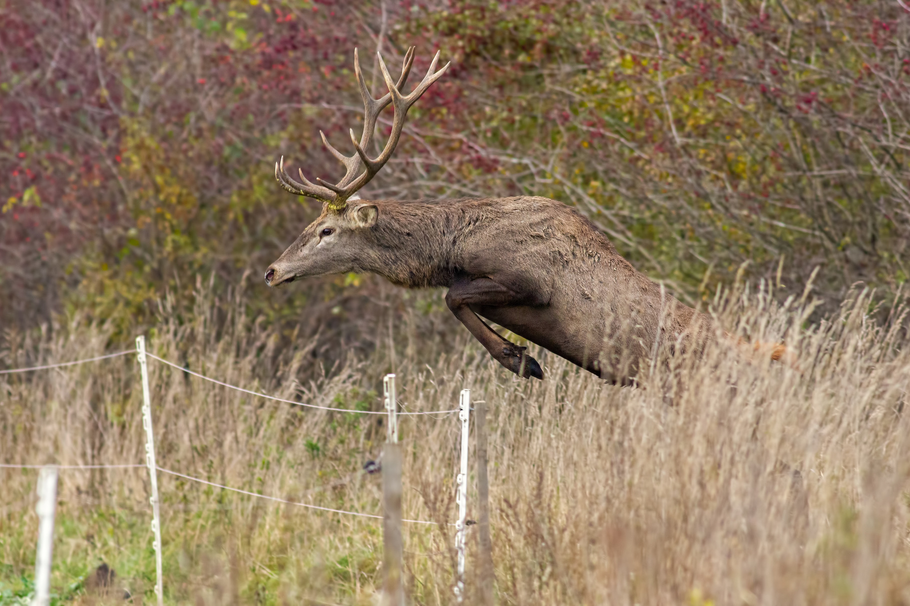 Red deer stag jumping over fence mid, an Animal Photo by WildMedia ...