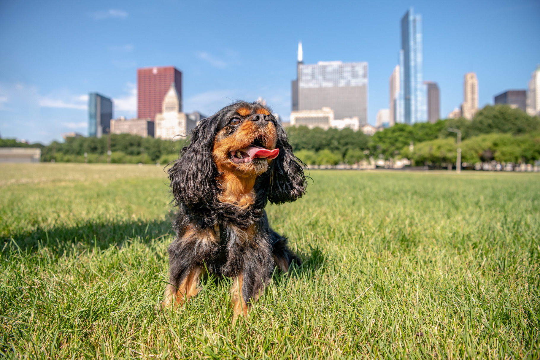 Cavalier Dog at a Park in the City, an Animal Photo by PageLightStudios ...