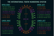 Teeth Vector Chart, an Education Illustration by Anna's Shop