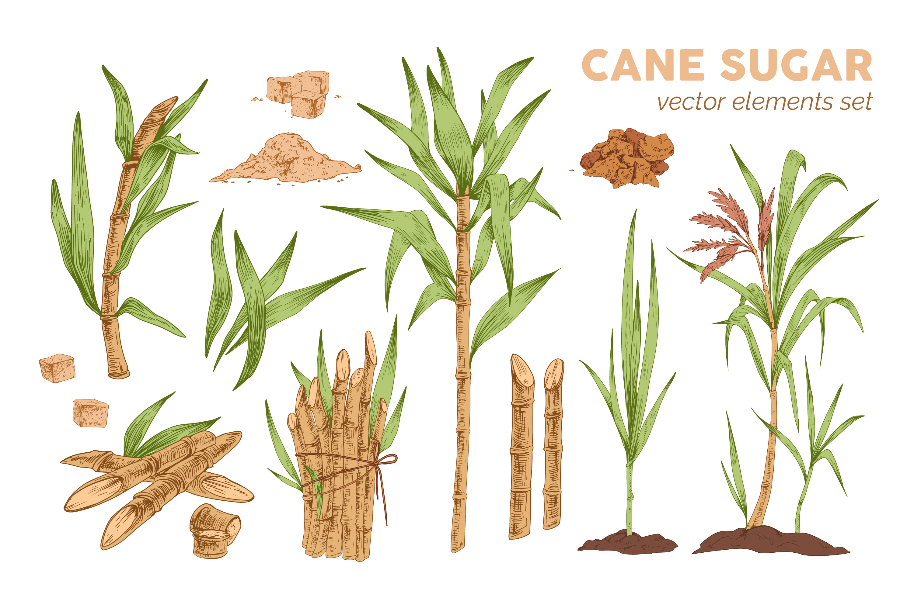 Sugar cane branches and cubes set, a Decorative Illustration by Good Studio