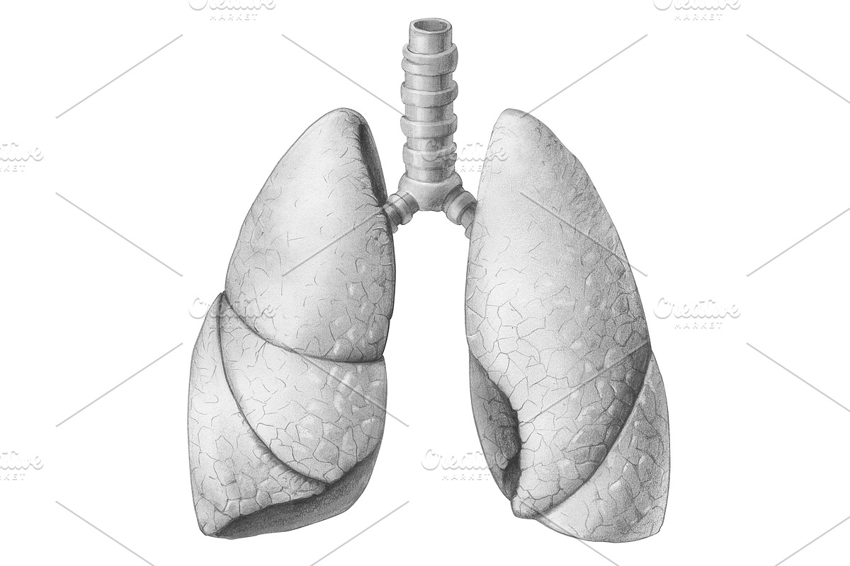 Human Organs Hand-drawn Set, a Healthcare Illustration by Anna Repp ...