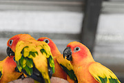 Lovely Sun conure Birds, an Animal Photo by PeoGeo Studio