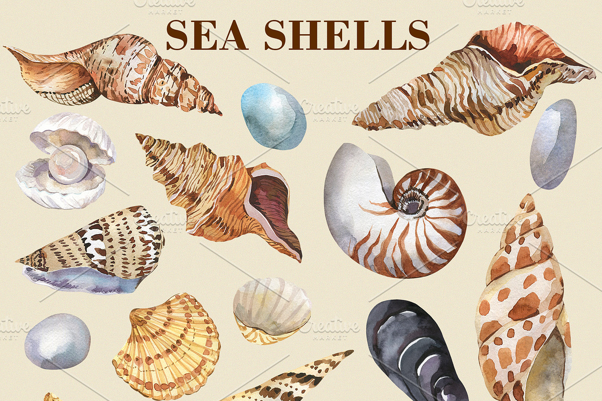 Watercolor Sea shells Clipart, Ocean