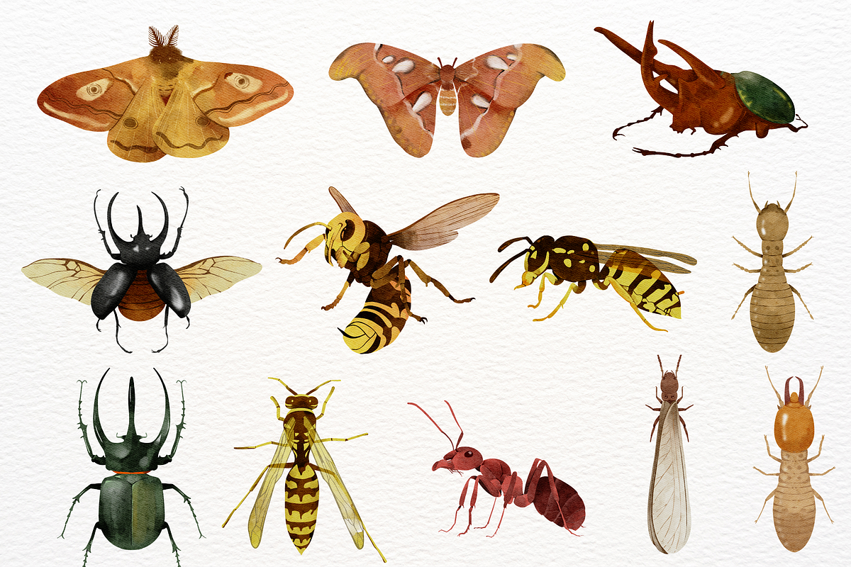 Watercolor Insects Clipart Set, an Education Illustration by ArtbyHien