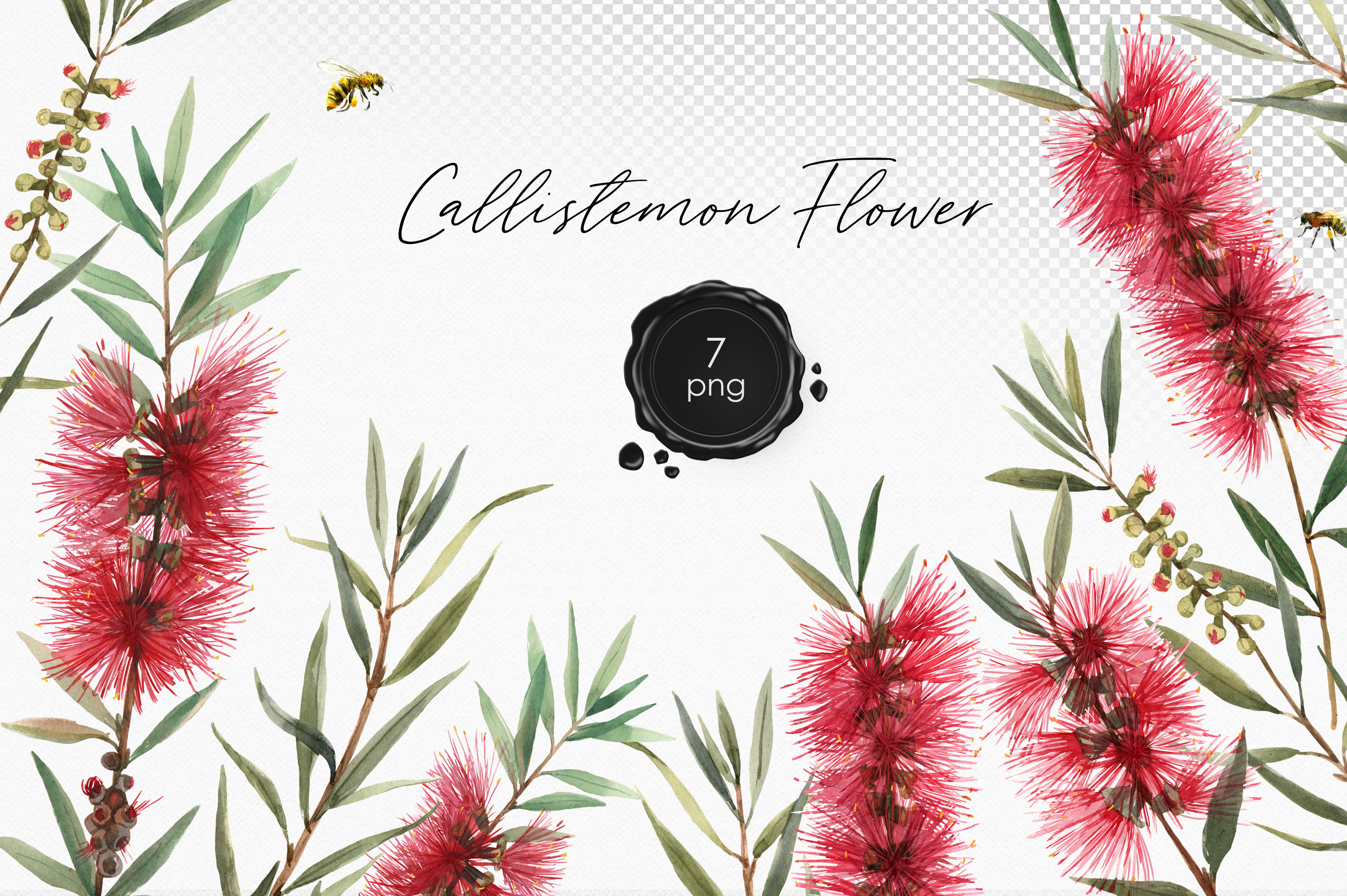 Callistemon Watercolor Flowers, an Illustration by Lembrik's Artworks