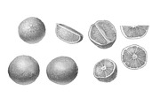 Oranges Pencil Drawing Black & White, an Illustration by Anna Repp ...