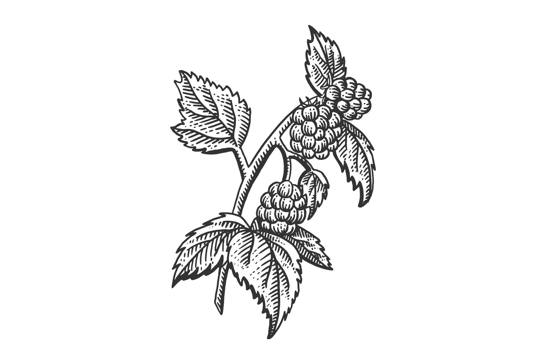 Raspberry plant sketch engraving, an Illustration by AlexArt