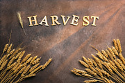 Harvest-text from wooden letters and | Arts & Entertainment Stock ...