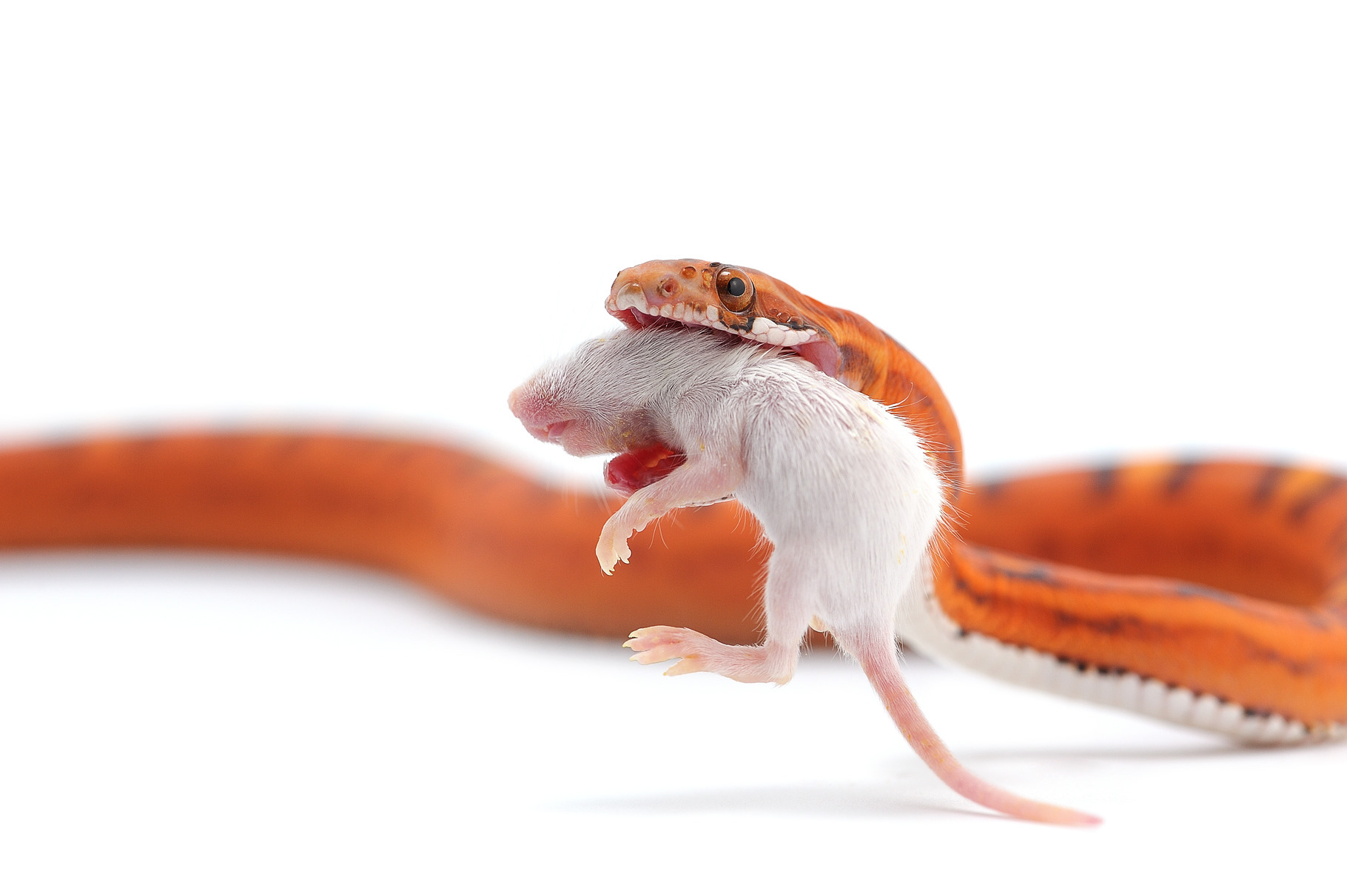Scaleless corn snake isolated featuring aggression, albino, and animal ...