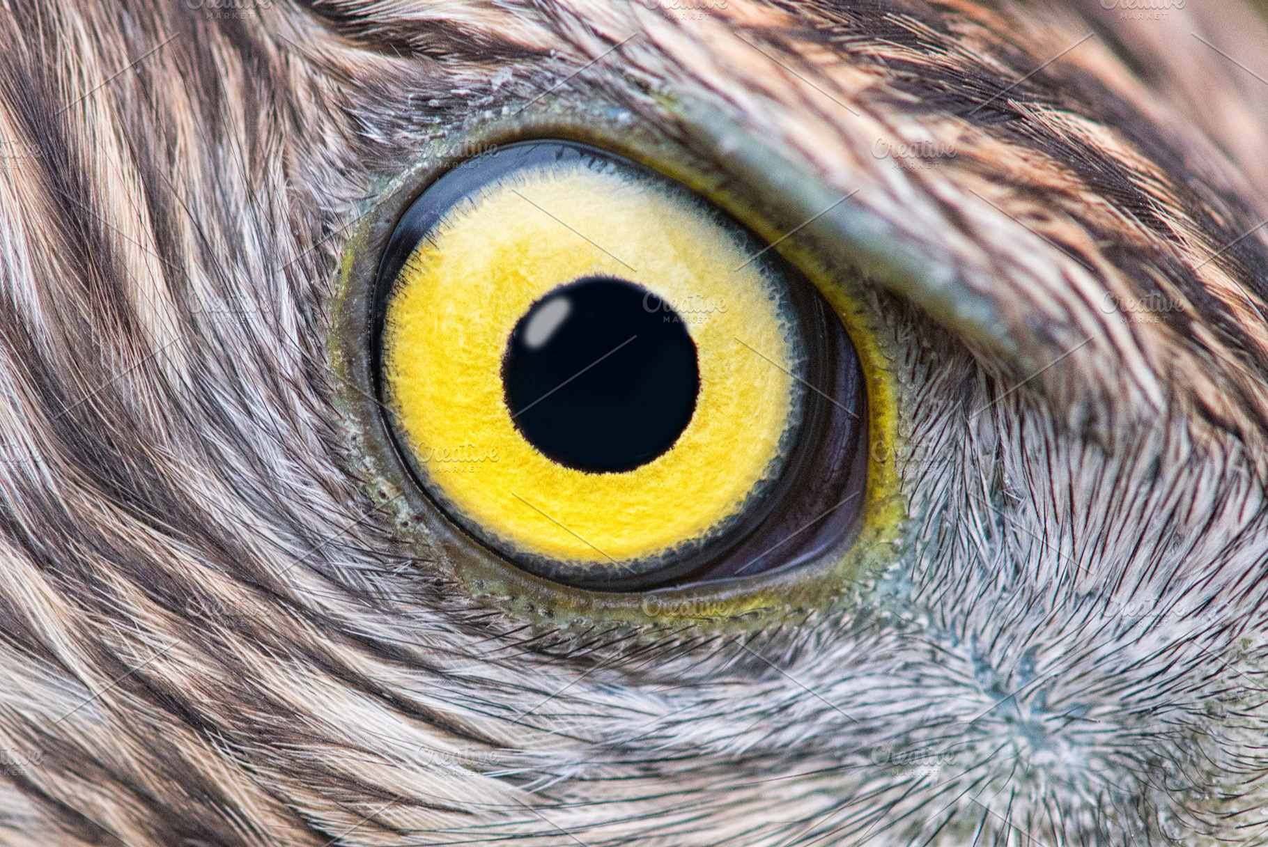 Eagle eye close-up, an Animal Photo by MriyaWildlife