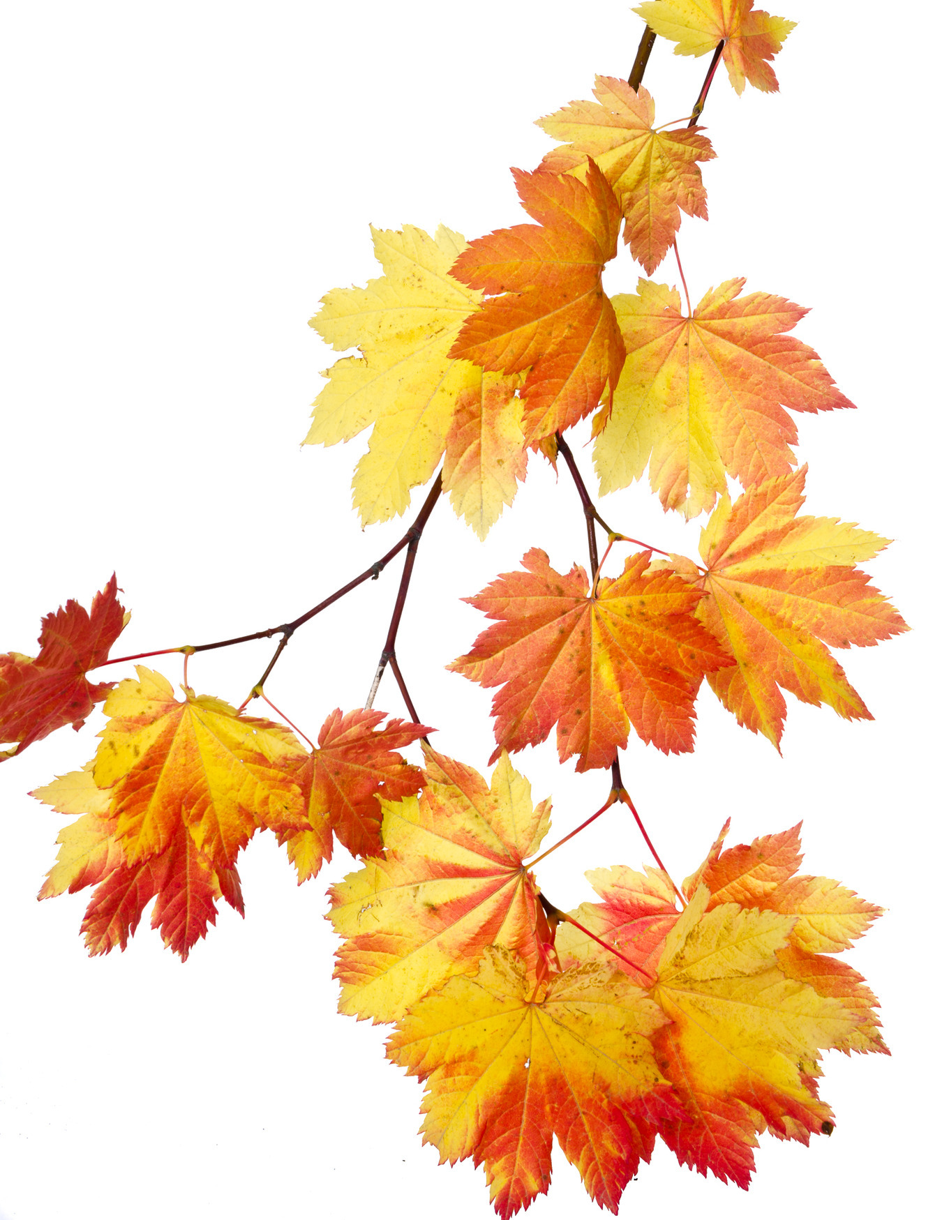 Colorful fall branch of leaves containing fall, autumn, and leaf, a ...