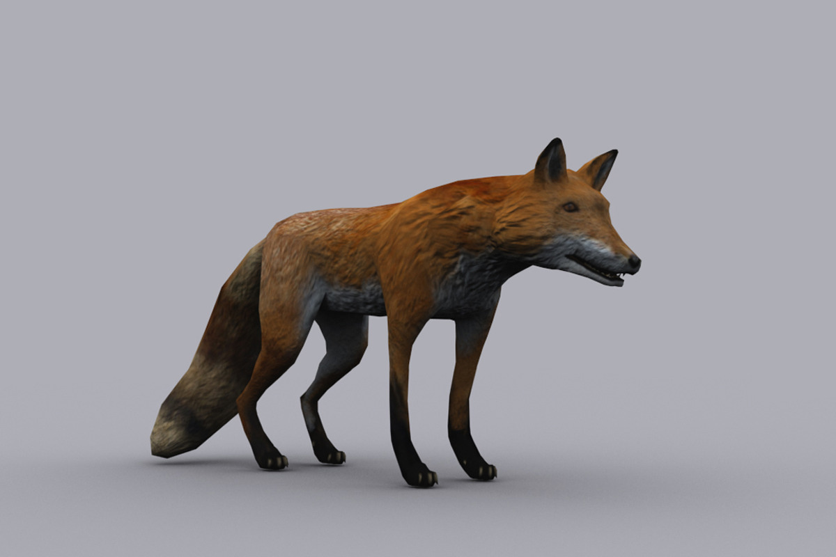 FOX fbx only, an Animal 3D Model by PROTOFACTOR