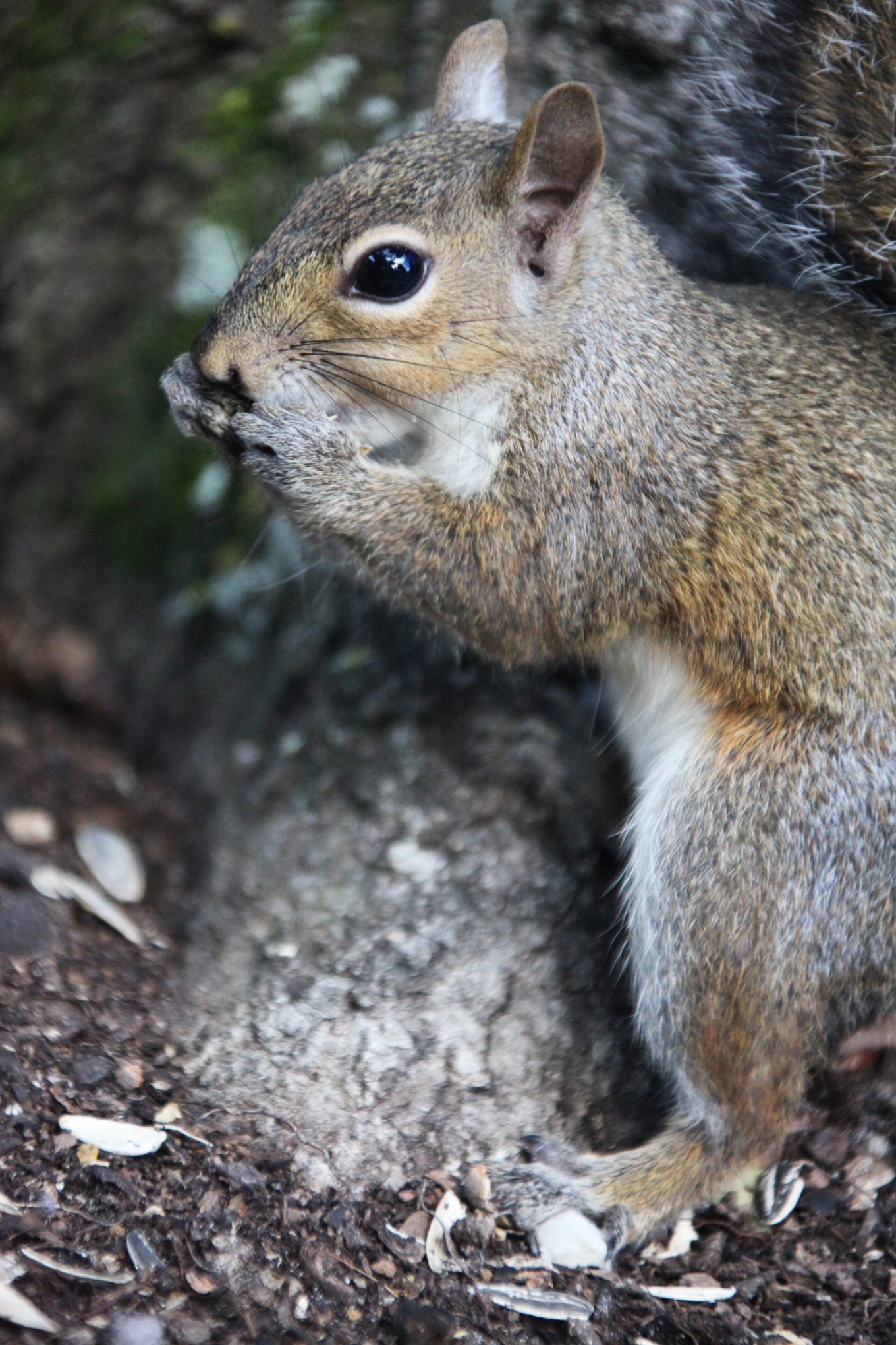 Gray squirrel featuring squirrel, animal, and gray, an Animal Photo by ...