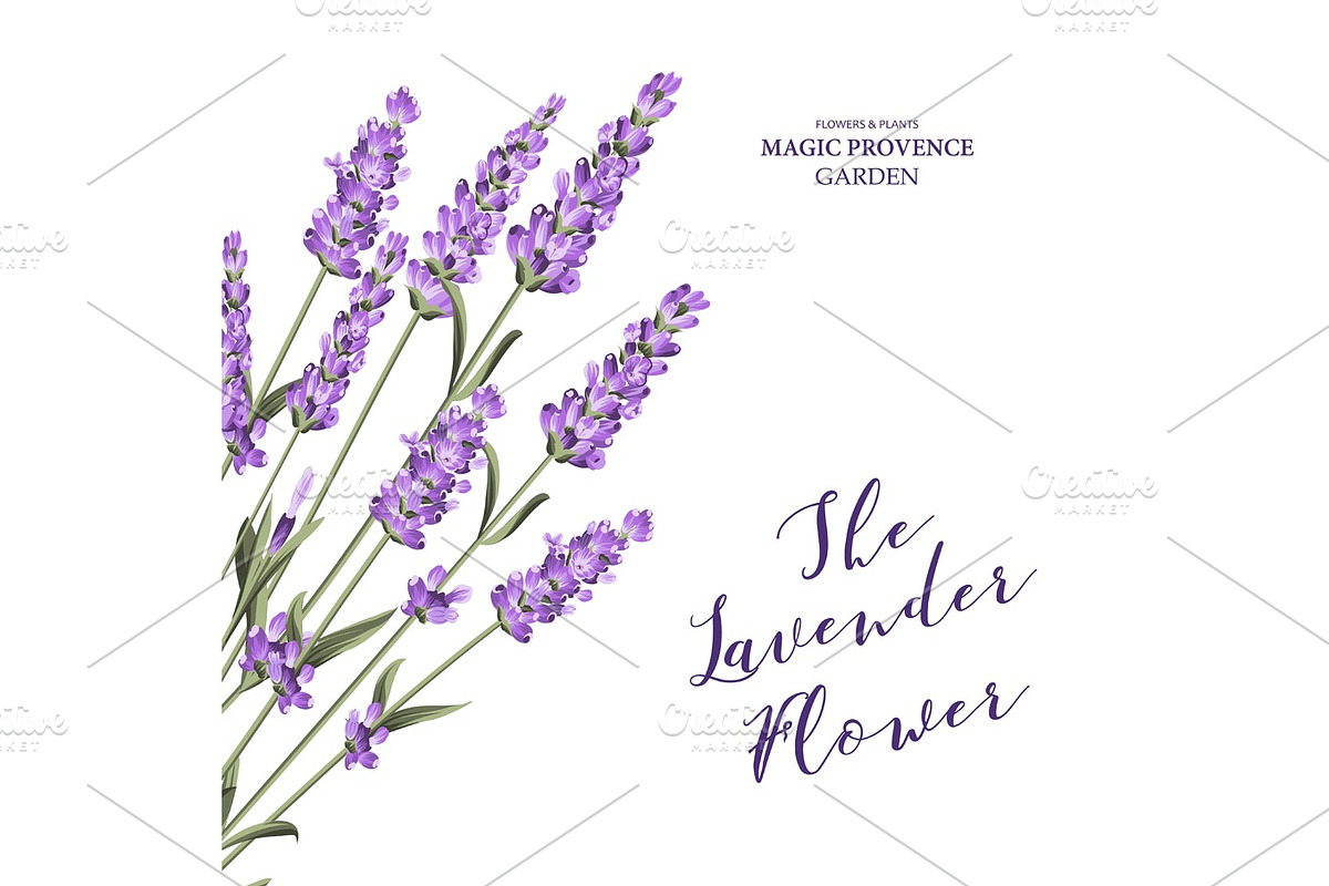 Label with lavender flowers., a Decorative Illustration by Kotkoa