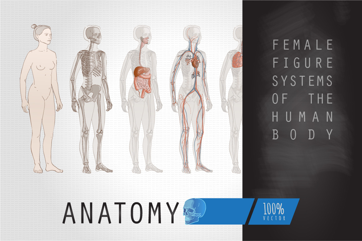 Systems Human Body Anatomy Female | Healthcare Illustrations ~ Creative ...