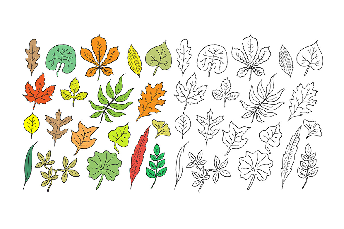Leaves. Doodle set, an Illustration by WINS Doodle shop