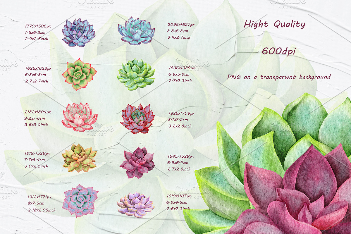 Watercolor Hand Drawn Succulents