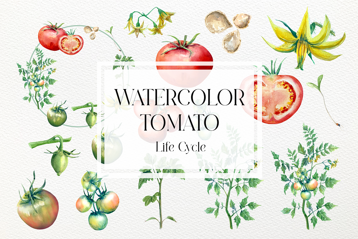 Watercolor Tomato Life Cycle Set, an Education Illustration by Tati Bordiu