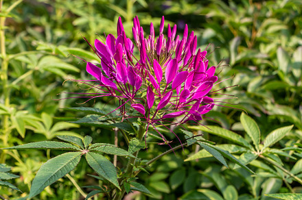 One big purple and red Cleome hassle, a Nature Photo by The best photos
