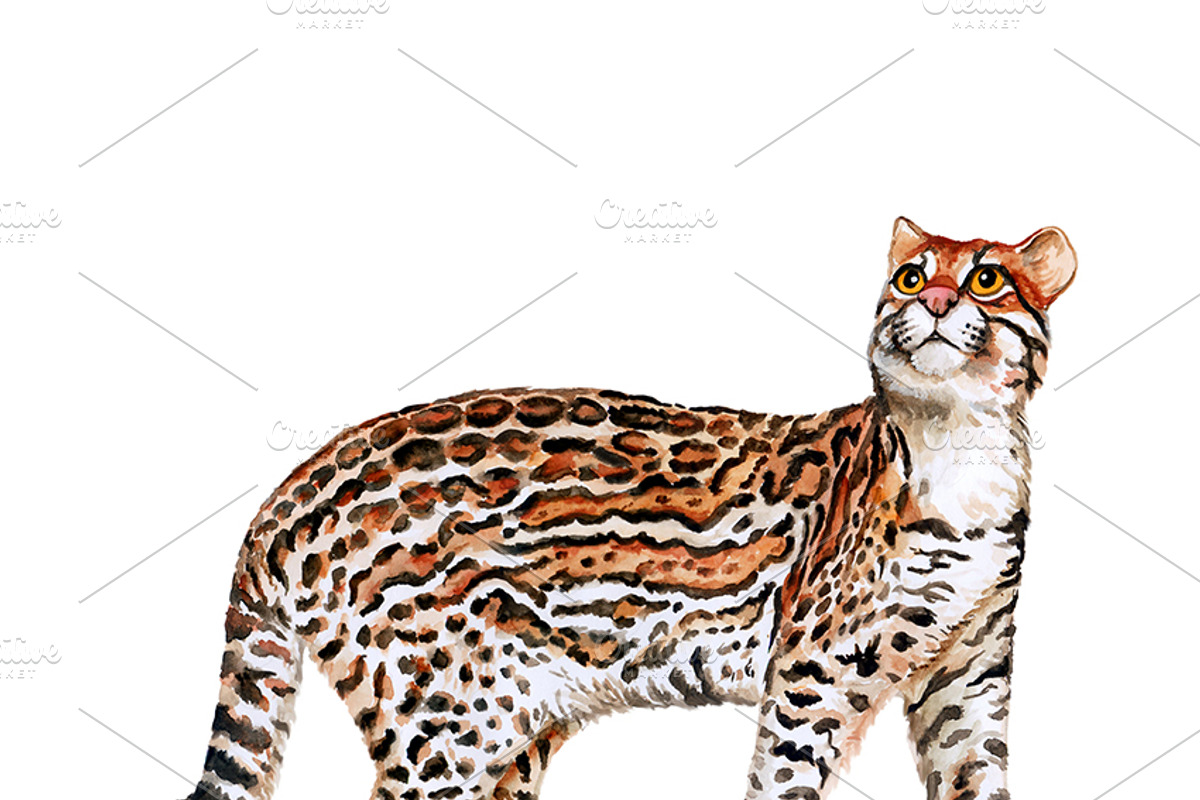 Watercolor Animals Set - WILD CATS, an Animal Illustration by ...
