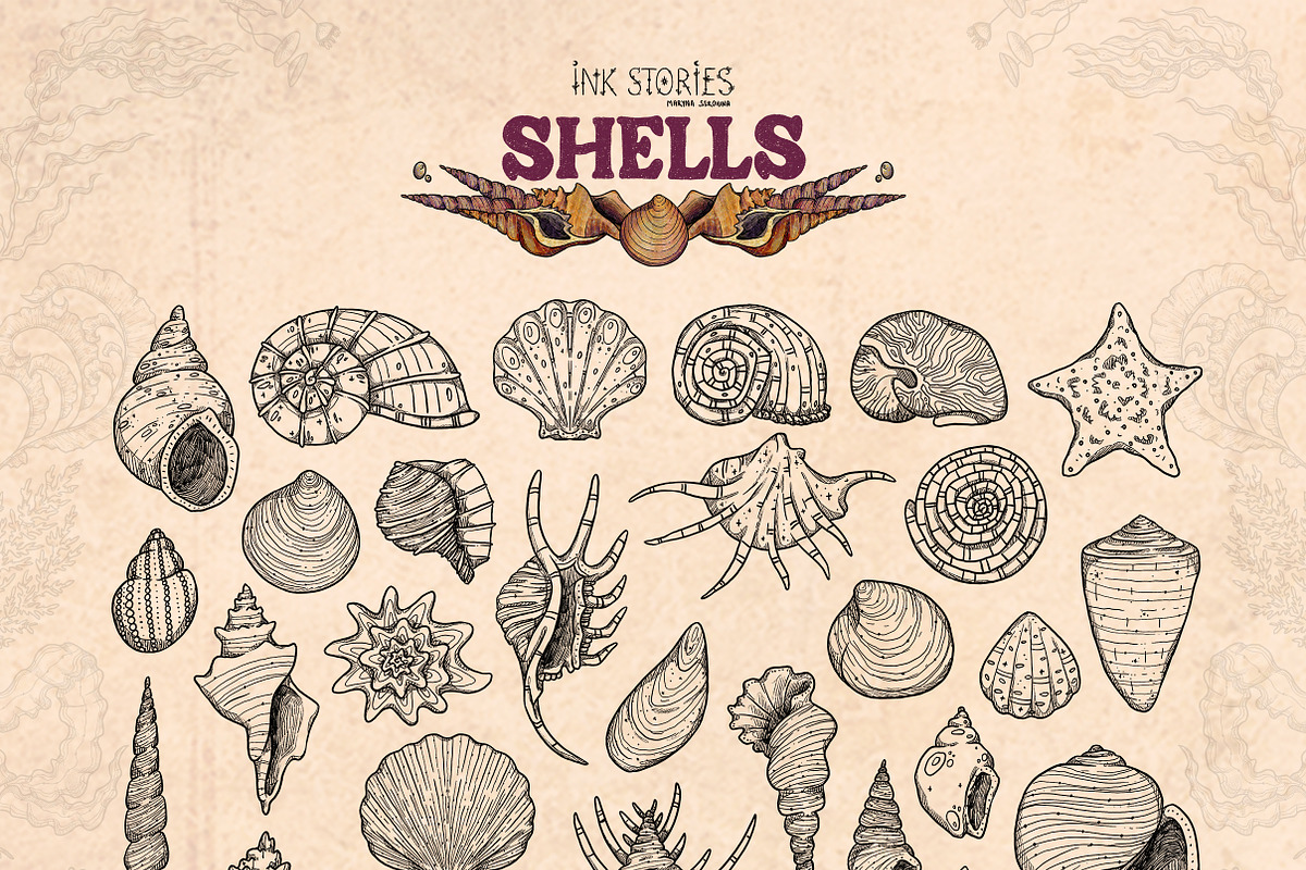 Shells, an Animal Illustration by Ink Stories | Creative Market
