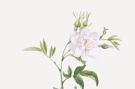 Blooming white roses, a Graphic by rawpixel