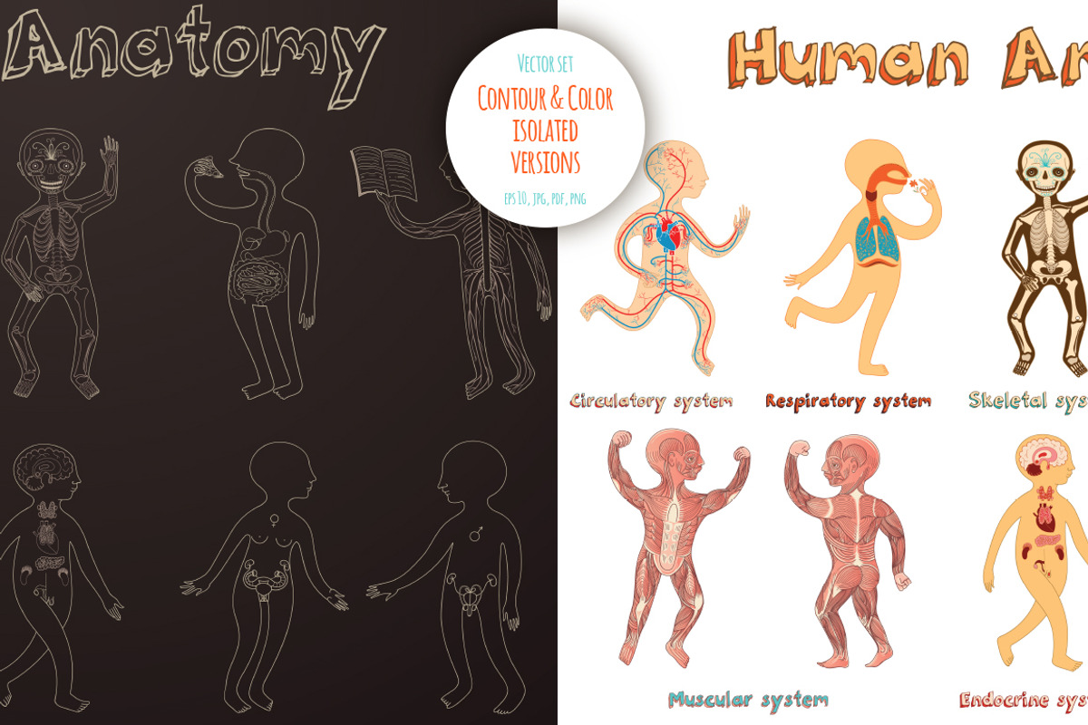 Human Anatomy for kids, an Education Illustration by Shusha Guna Art ...
