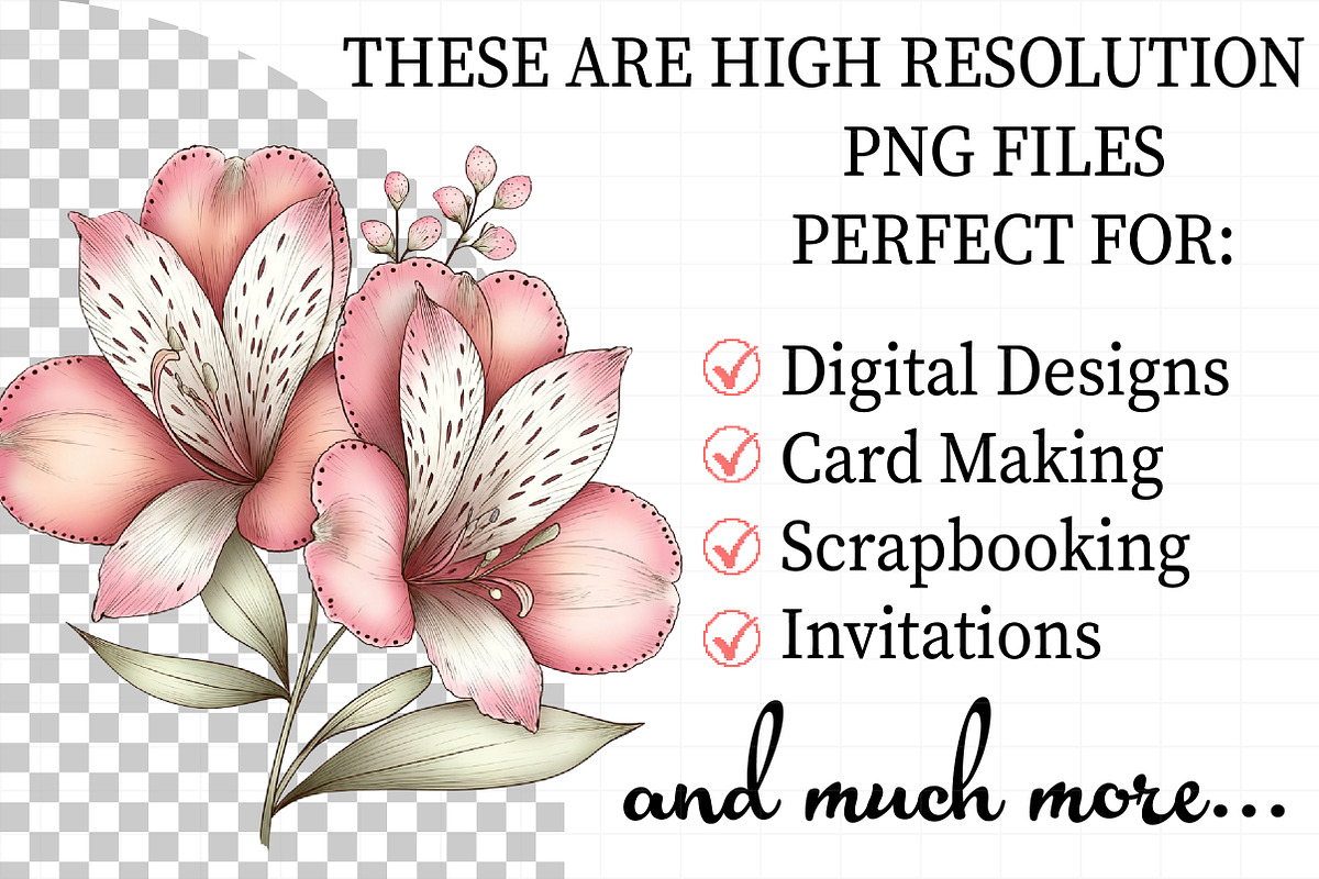 Spring Alstroemeria Flowers Clipart, an Illustration by Daily.Designs