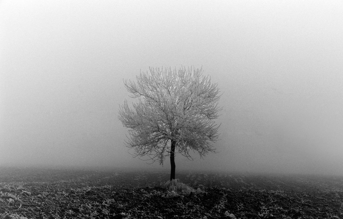 Rimy tree in dim landscape, a Nature Photo by Unigraph