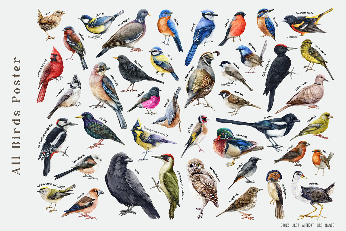 Forest Birds Watercolor Set