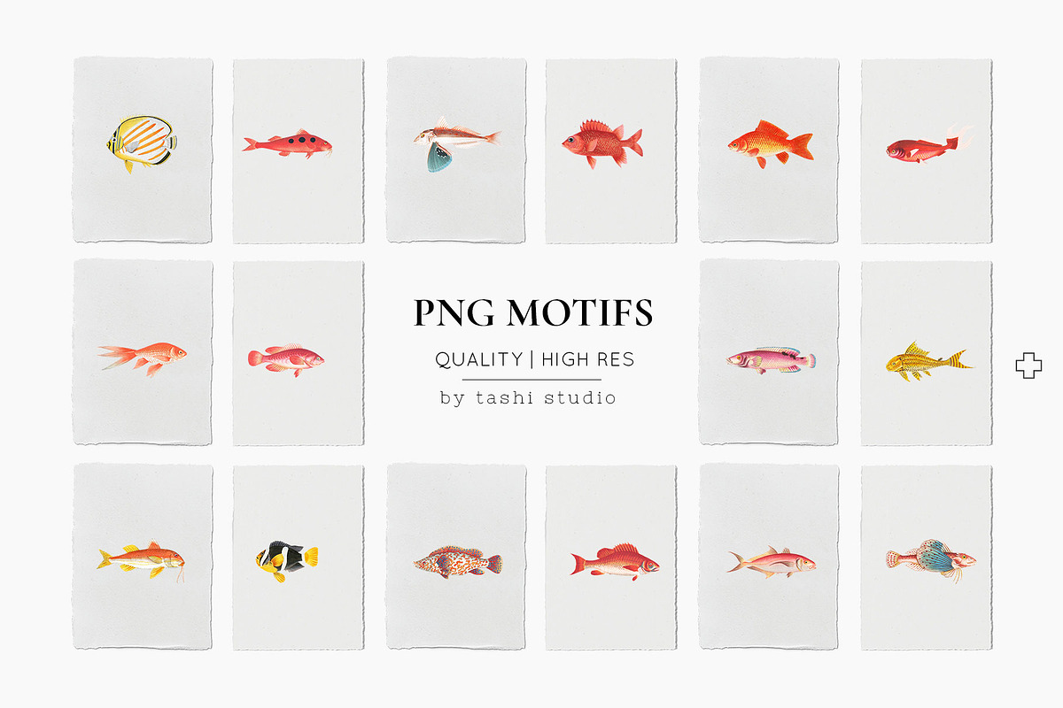 Mulgogi, luxury Fish illustration art.