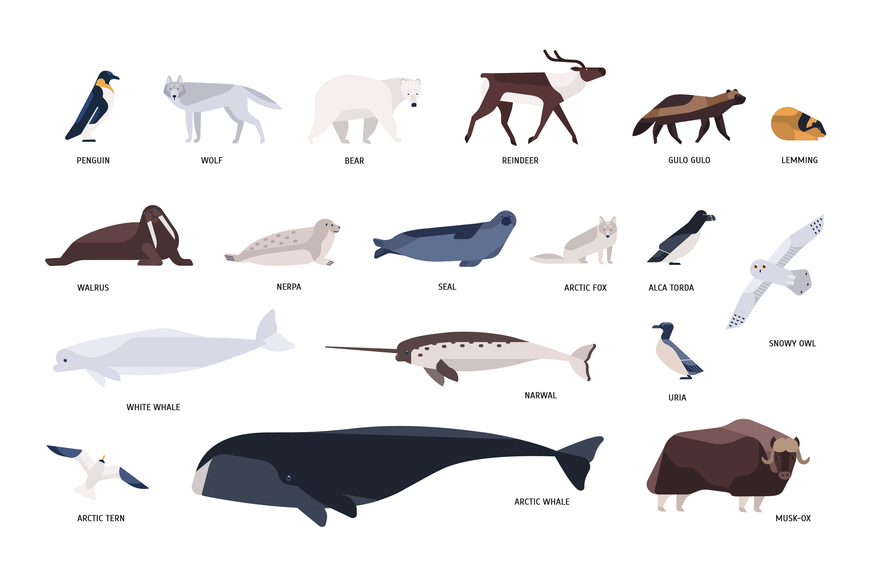 Polar animals set, an Animal Illustration by Good Studio