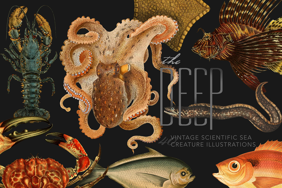 The Deep Sea Creature Illustrations, an Illustration by Eclectic Anthology
