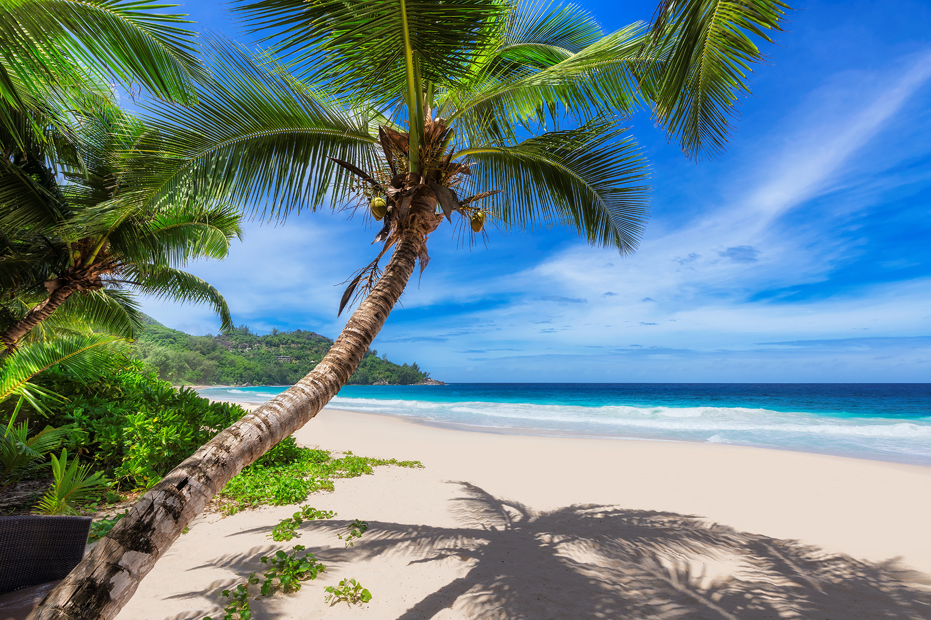 Palm trees on paradise island containing beach, palm, and tropical, a ...