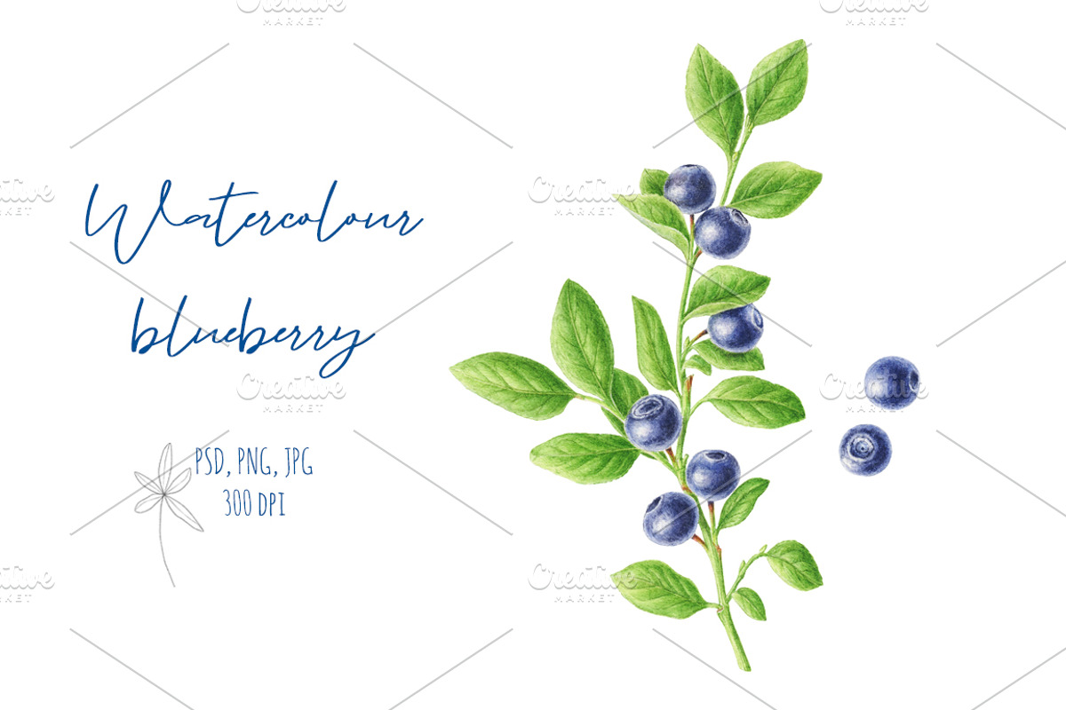 Watercolor Blueberry, a Food Illustration by Botanical Art Shop