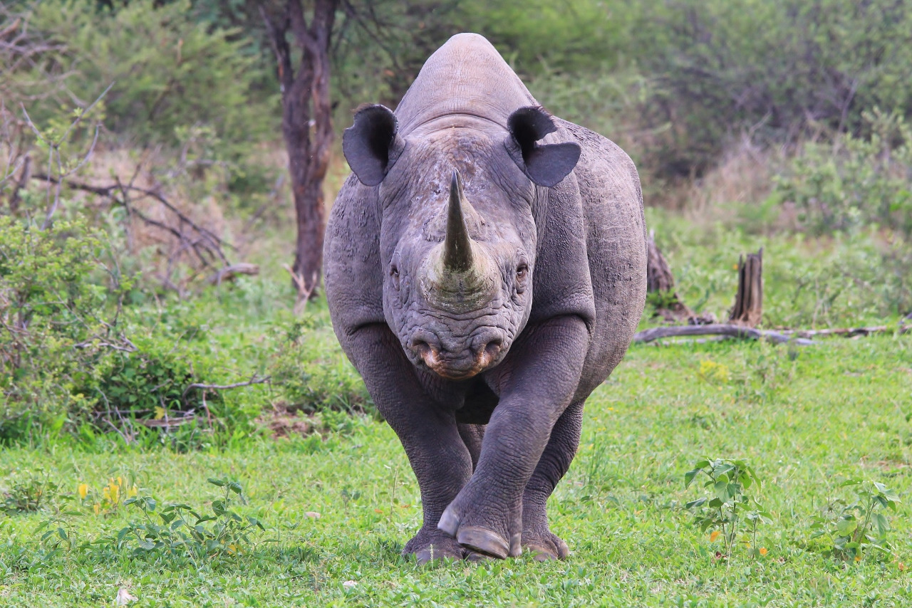 Black Rhino Bull - Powerhouse, an Animal Photo by Wildlife Wonder