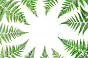 Fern frame, a Nature Photo by Floral Deco