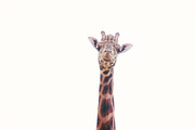 Disgruntled Giraffe, an Animal Photo by CandidHams Creatives