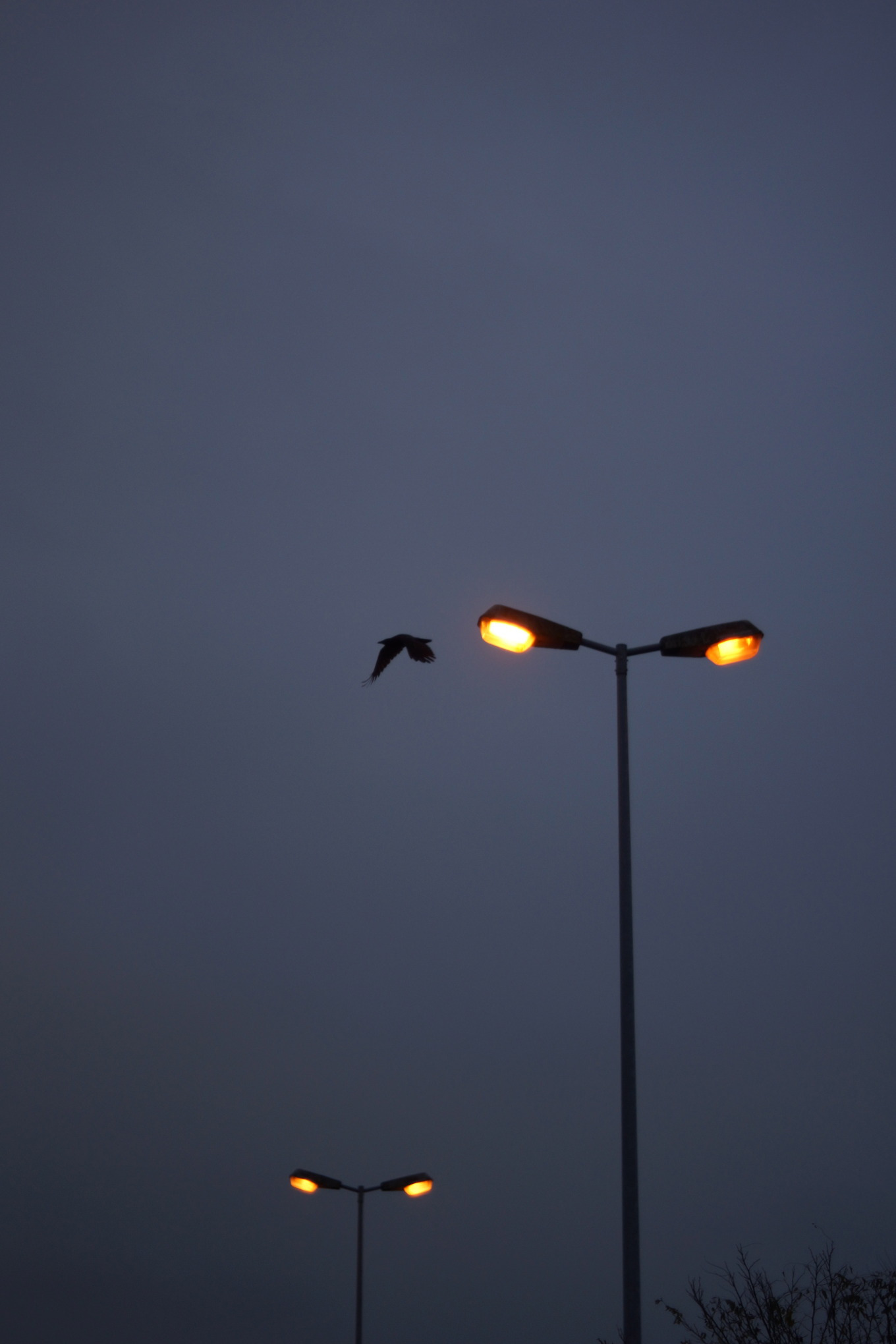 morning crow, an Animal Photo by ateliervonau