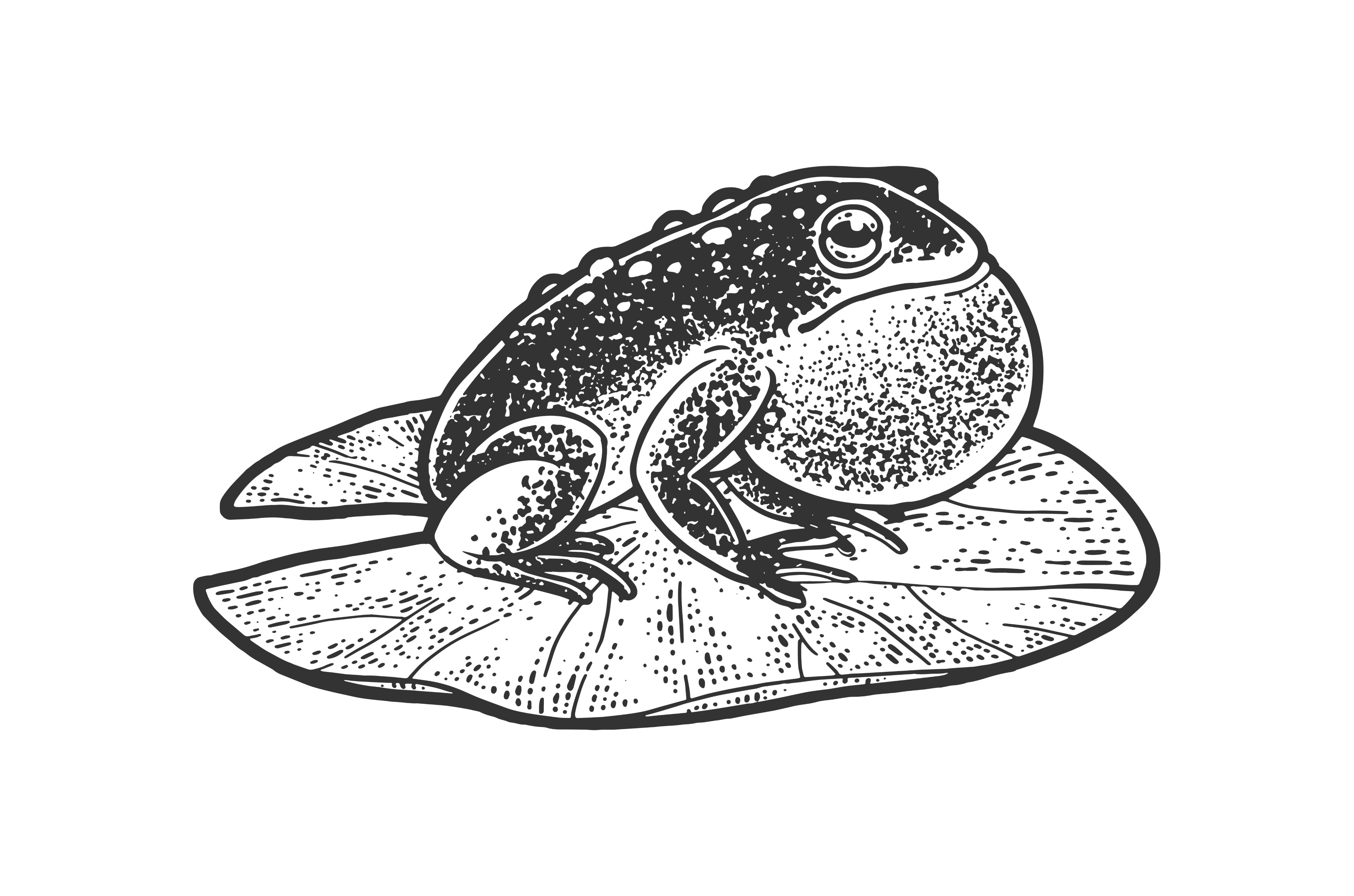 Puffy toad sketch vector, an Animal Illustration by AlexArt