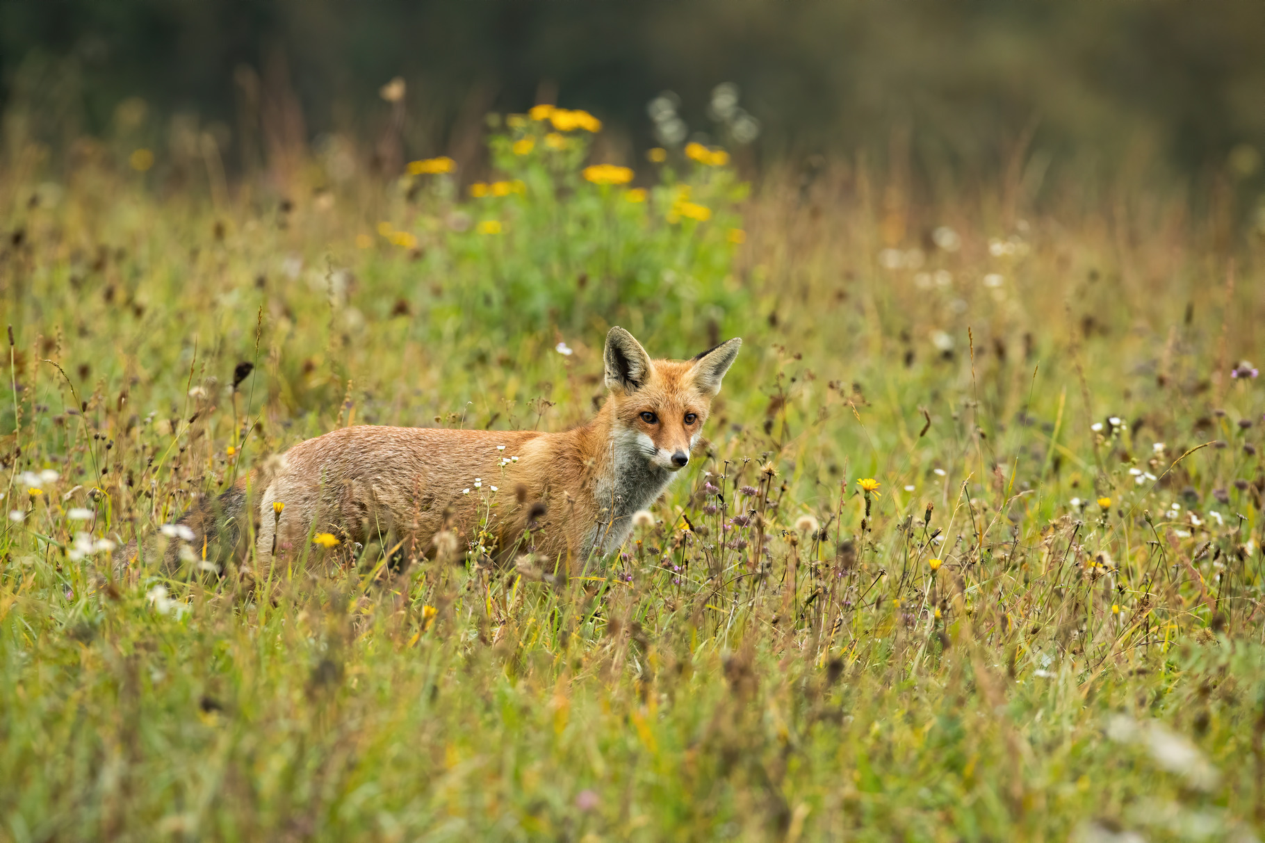 Focused red fox hunting on a meadow, an Animal Photo by WildMedia