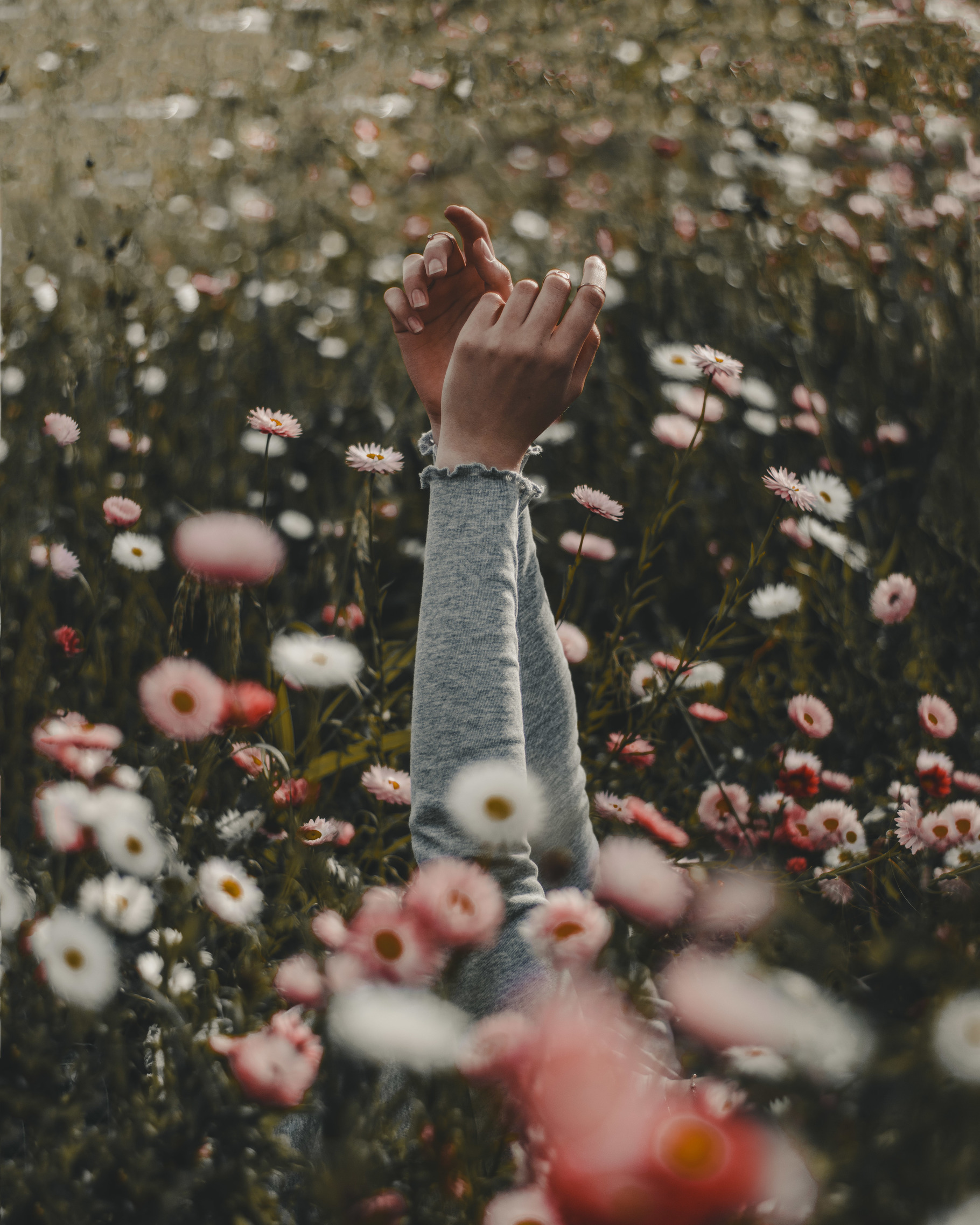 Hands in a field of flowers, a Nature Photo by Fossilized Tree Sap