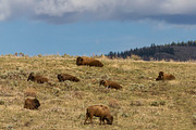 Colorado buffalo featuring agriculture, bison, and buffalo, an Animal ...
