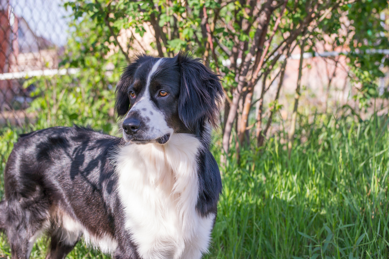 Portrait of a shepherd dog featuring active, adorable, and animals, an ...