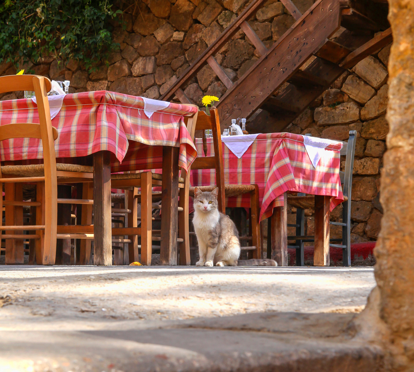Cat waiting for guests in restaurant, an Animal Photo by Patricia ...