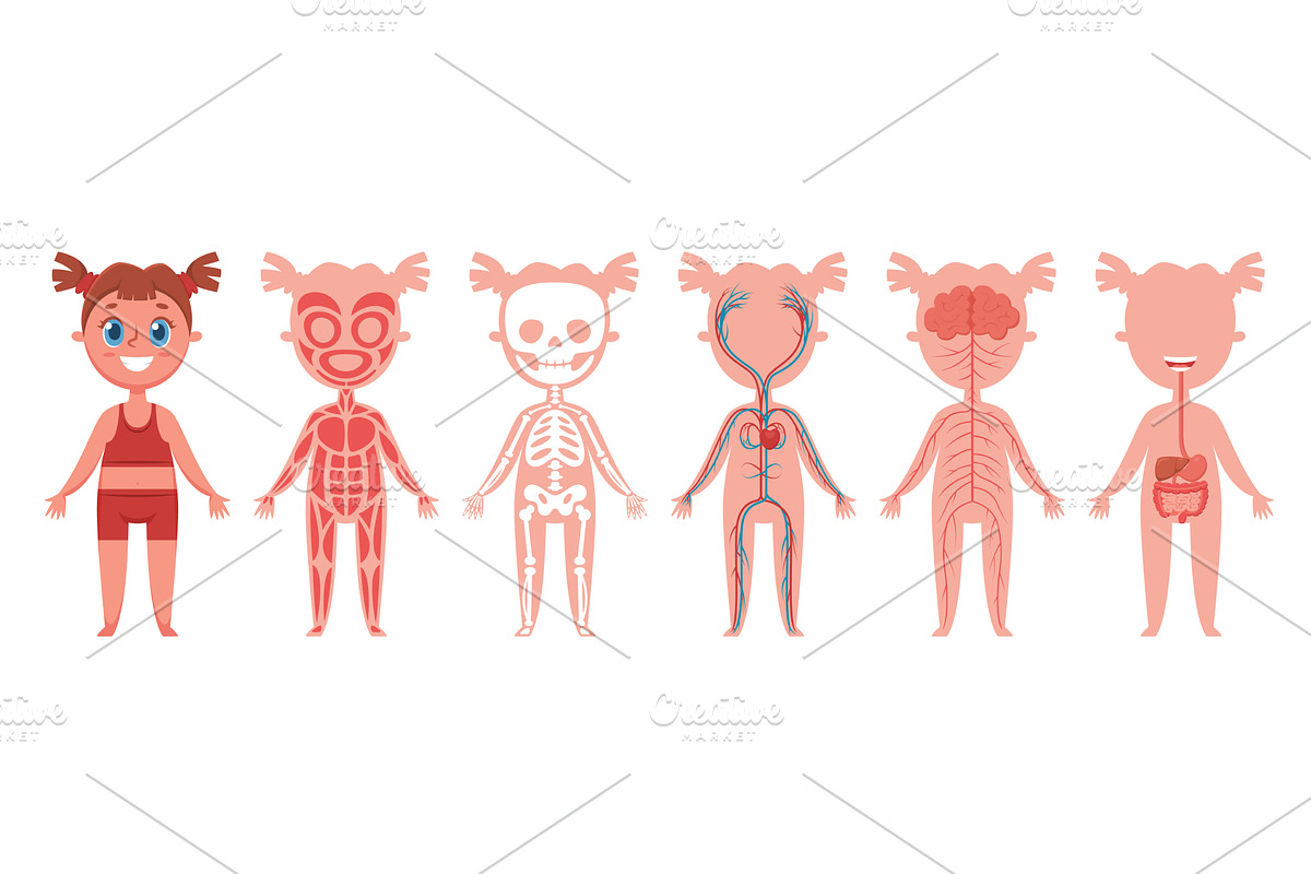 Girl body systems. Human anatomy, an Object Graphic by Frogella ...