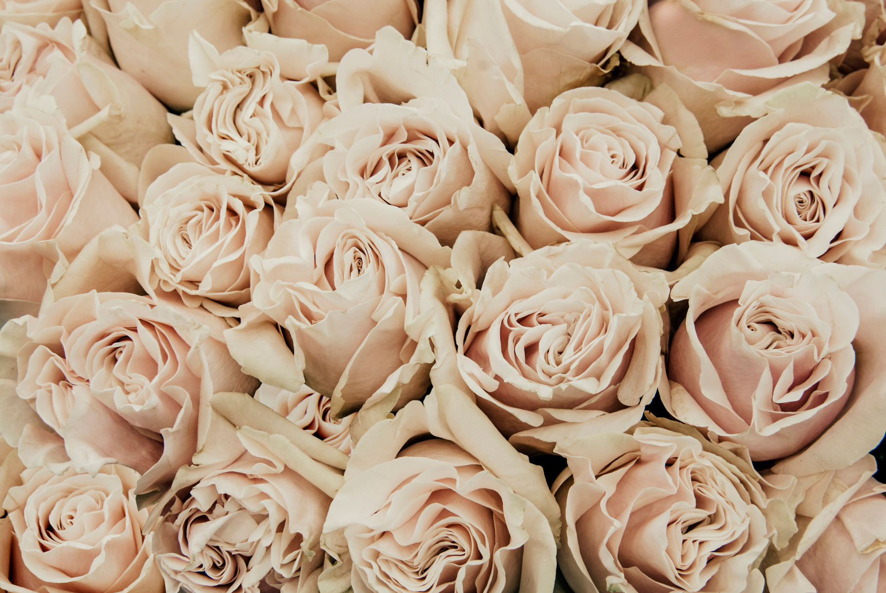 Big bunch of fresh cream roses | Nature Stock Photos ~ Creative Market