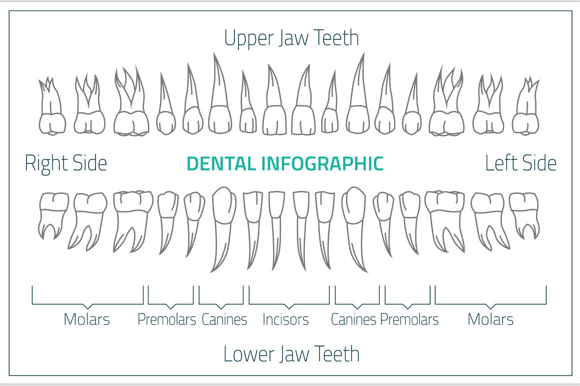 Teeth infographic, an Education Illustration by Anna's Shop