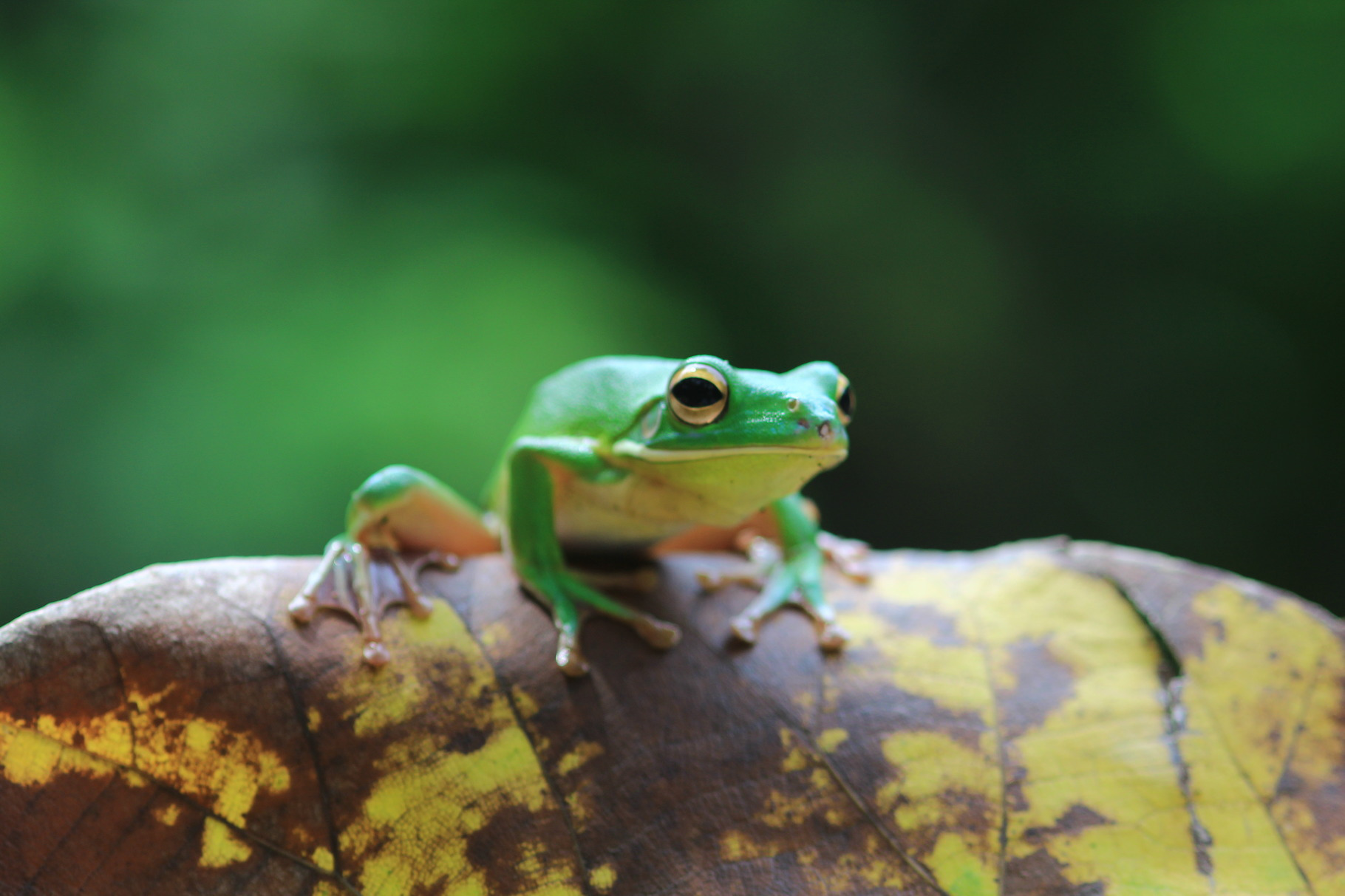 white lips, frog, animal,, an Animal Photo by roni kurniawan