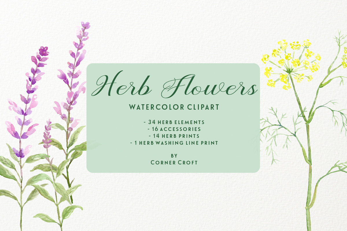 Watercolor Herb Flower Clipart, a Food Illustration by Corner Croft